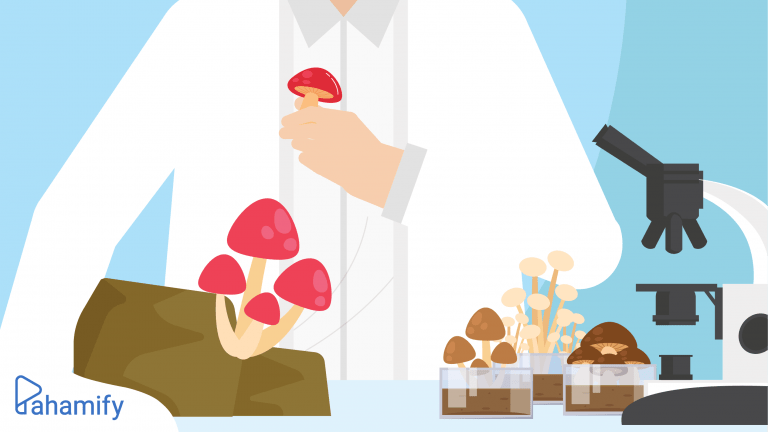 Biologi Kelas 10 Klasifikasi Kingdom Fungi Dan Strukturnya Pahamify